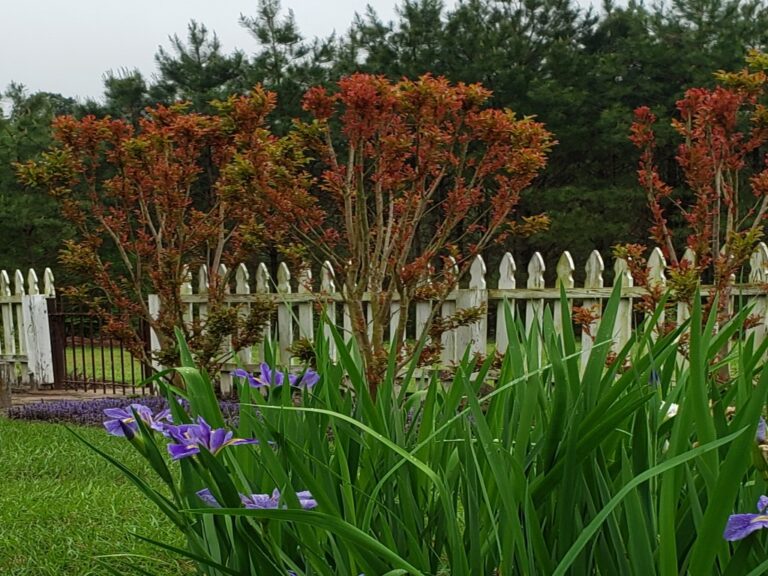 Home - LAVENDER MERMAID FARM